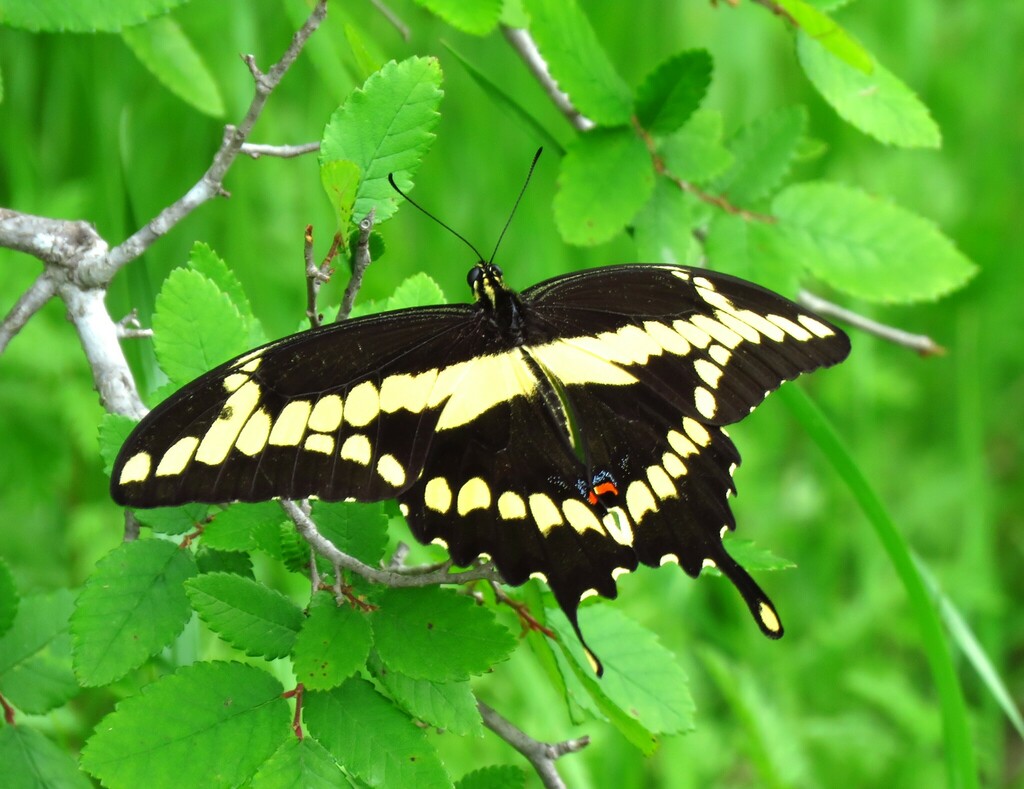 Eastern Giant Swallowtail from LLELA Nature Preserve, Lewisville, TX ...