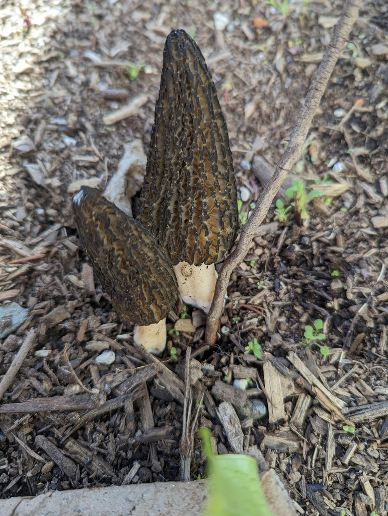 Landscaping Black Morel in March 2024 by bubblemelon · iNaturalist