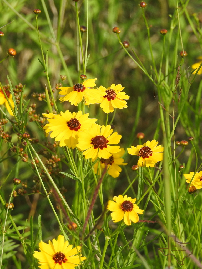 plains coreopsis from Riviera, TX 78379, USA on March 30, 2024 at 04:46 ...