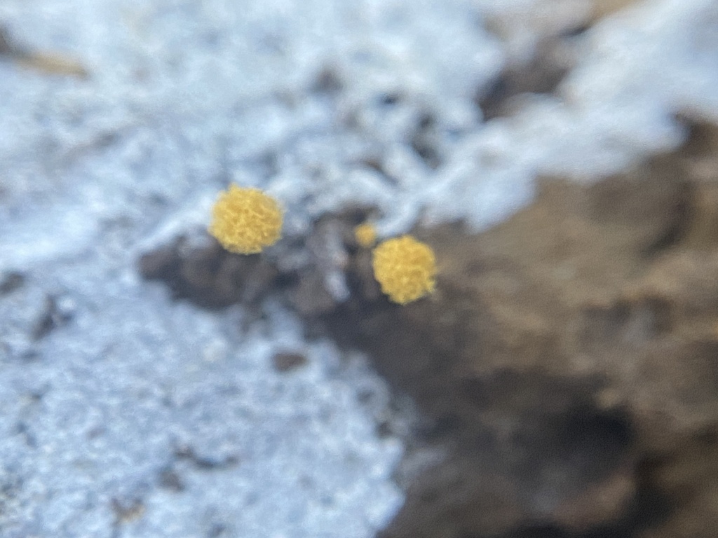 Push Pin Slime Mold from Caseros, Santa Fe, Argentina on March 21, 2024 ...
