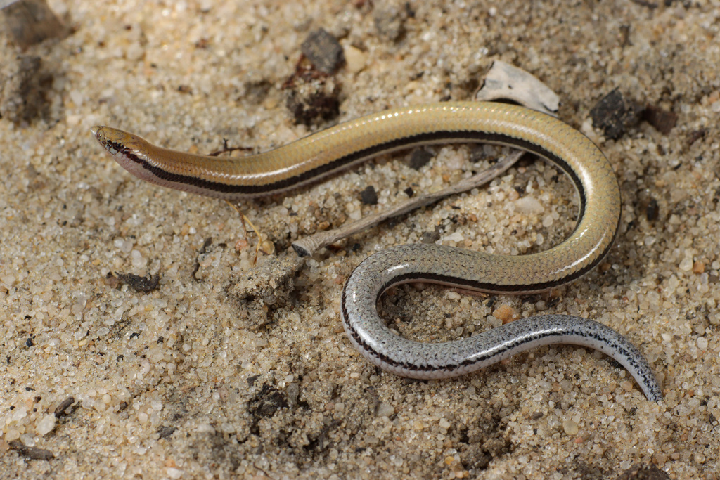 Blunt-tailed West Coast Slider in April 2024 by Danny Melville ...