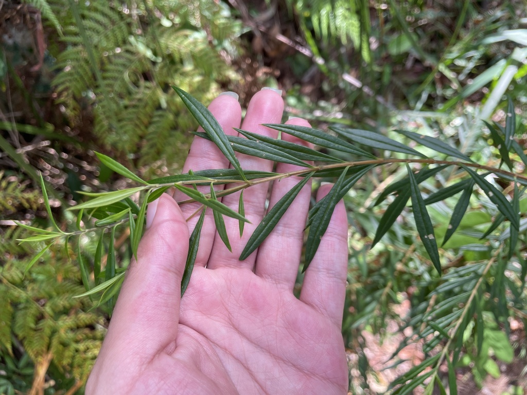 Logania albiflora in April 2024 by Alex Pintsen JIN · iNaturalist