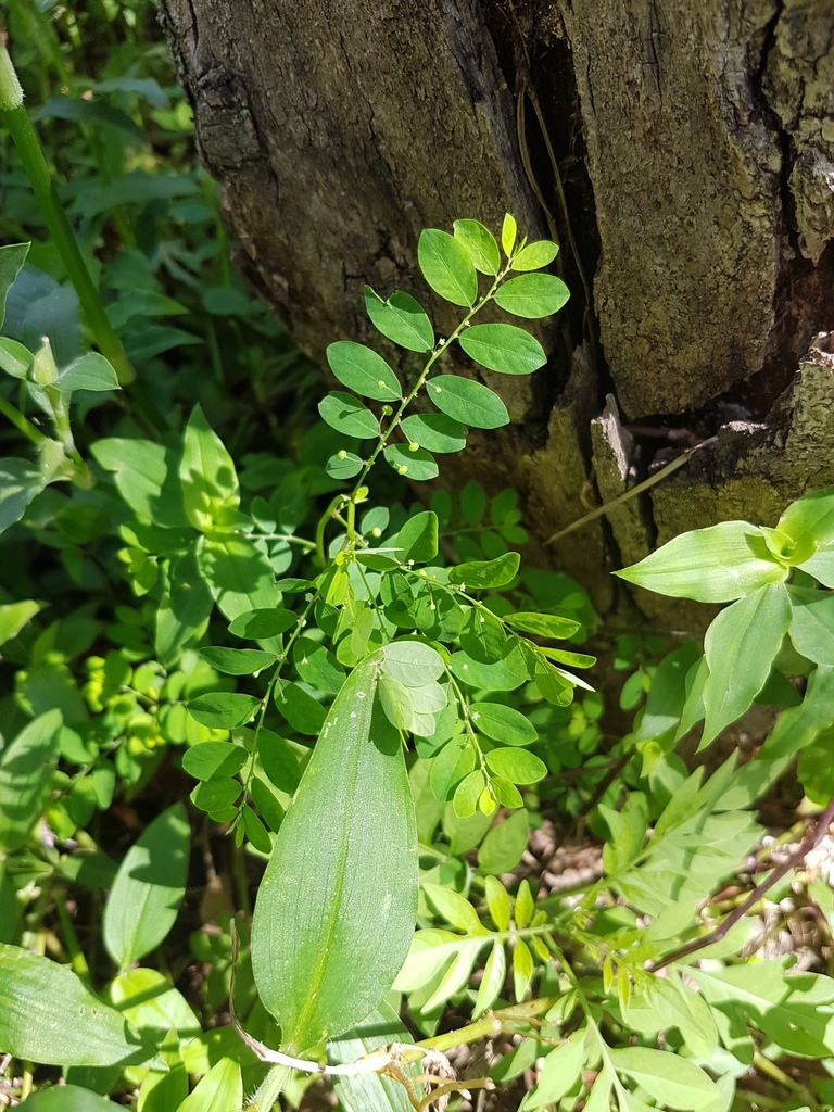 Mascarene Island leaf-flower in April 2017 by PeterCopping · iNaturalist