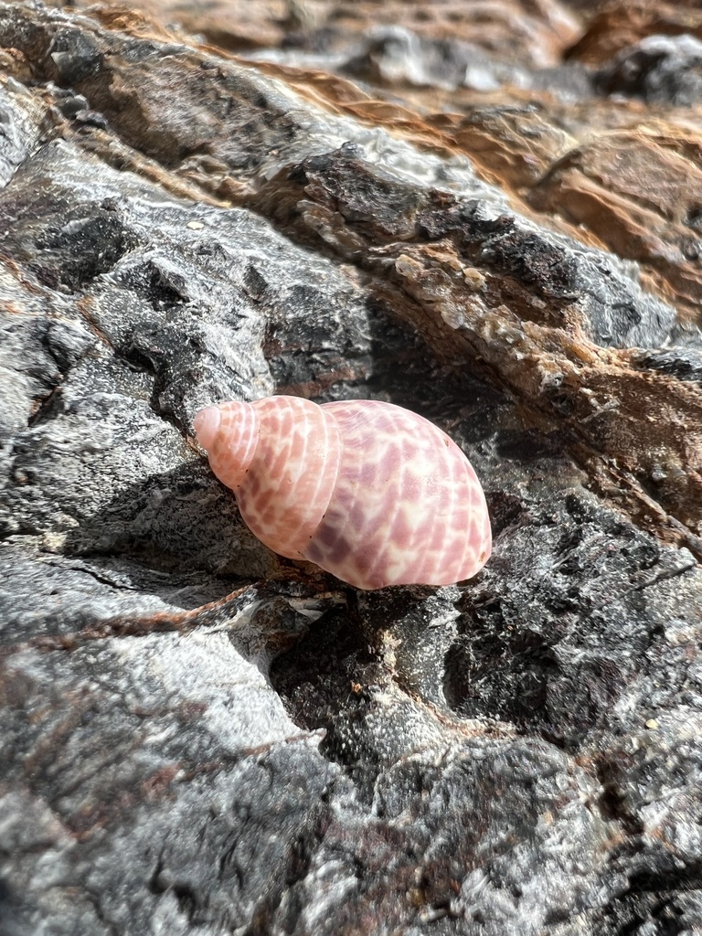 Common pheasant shell from Lilli Pilli, NSW, AU on April 3, 2024 at 02: ...