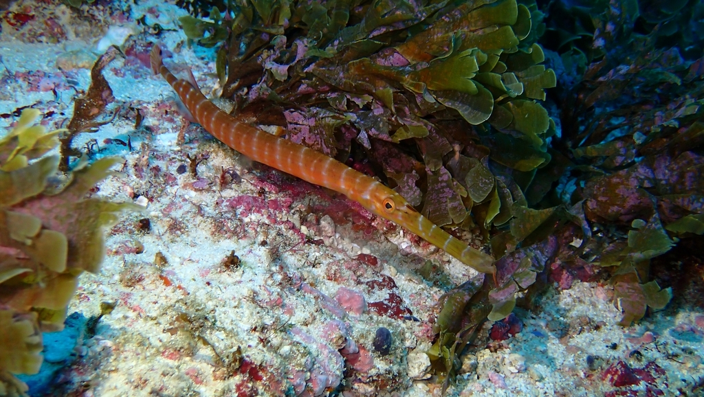 Pacific Trumpetfish from Mozambique on March 31, 2024 at 07:24 AM by ...