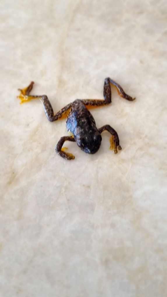 Tyler's Laughing Tree Frog from Longboard Pde, Bokarina, QLD, AU on ...