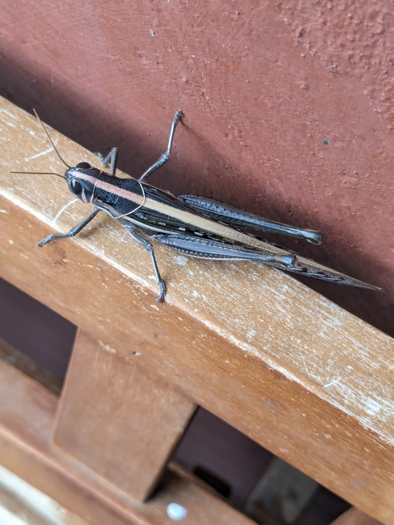 Spur-throated Locust from Bacchus Marsh VIC 3340, Australia on April 3 ...