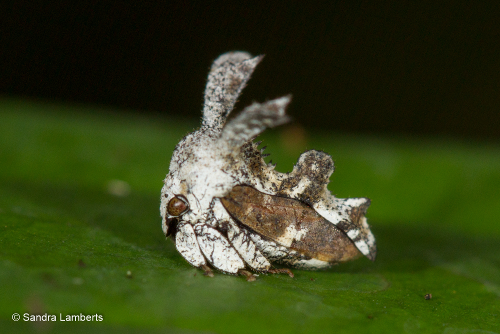 Notocera bituberculata from Sandoval 17000, Peru on October 25, 2014 at ...