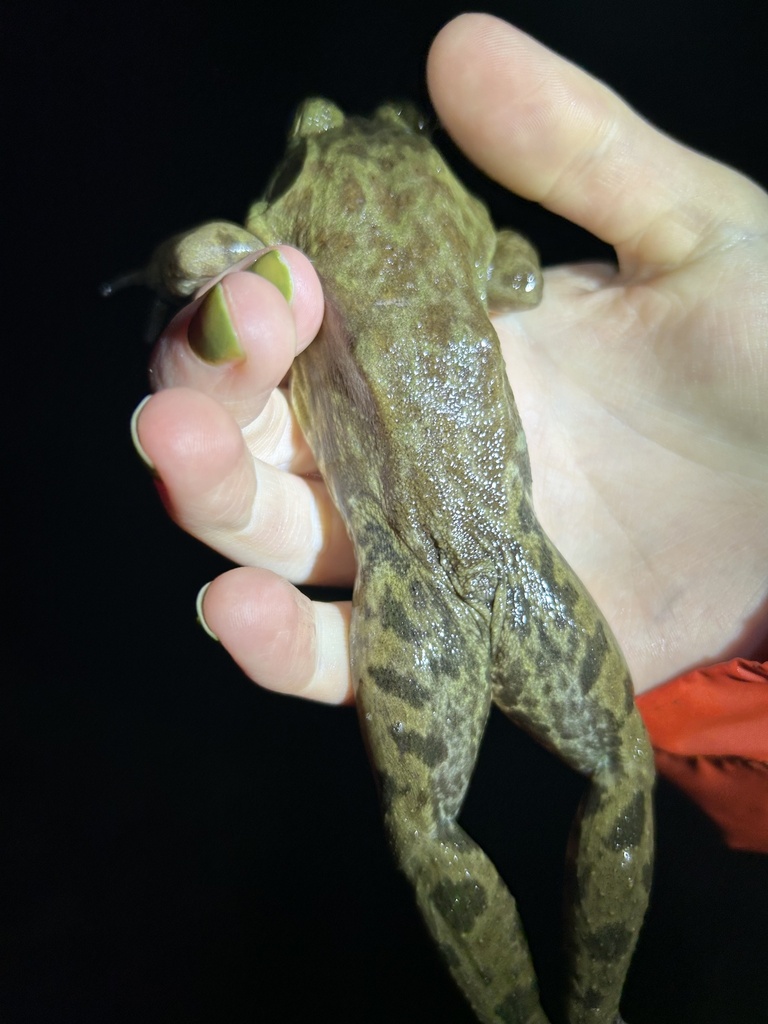 American Bullfrog in April 2024 by Alexander Travia · iNaturalist