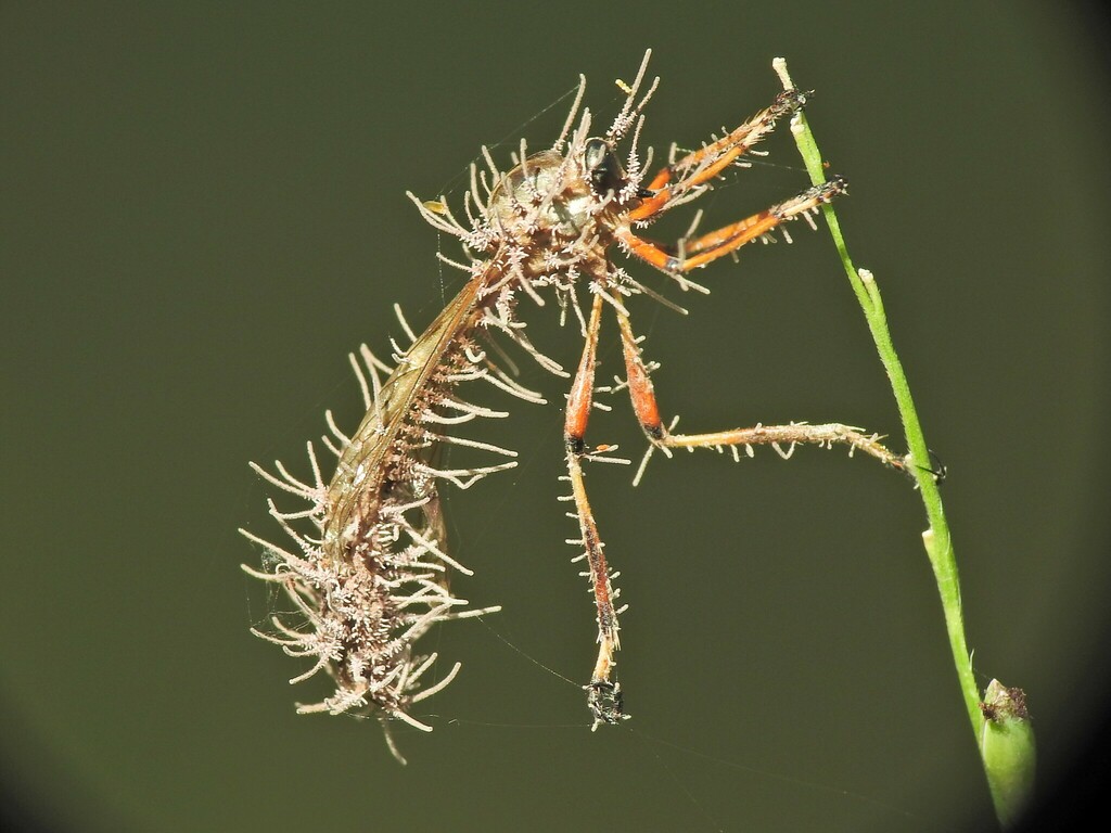 Fungi Including Lichens from Talegalla Weir QLD 4650, Australia on ...