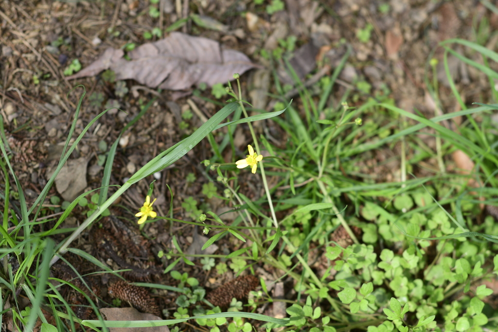 Ranunculus ternatus from 杭州植物园 on March 16, 2024 at 02:17 PM by ...
