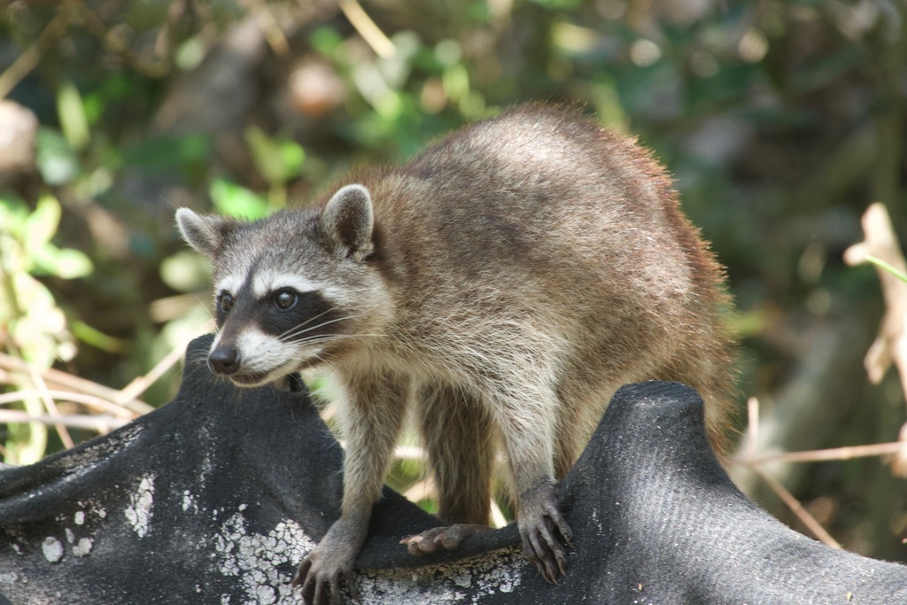 Mapache desde Reserva Ecologica El Corchito el 24 de febrero de 2023 a ...