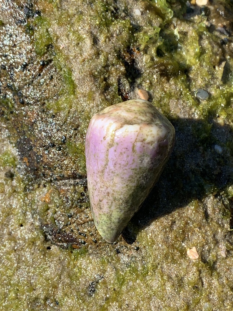 Rat Cone from Yuraygir National Park, Minnie Water, NSW, AU on April 3 ...