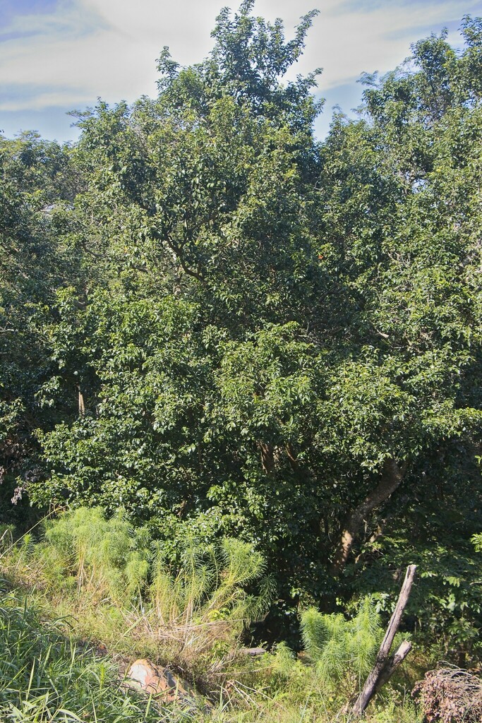 Natal Quince from Umdoni Park, South Africa on April 1, 2024 at 10:04 ...