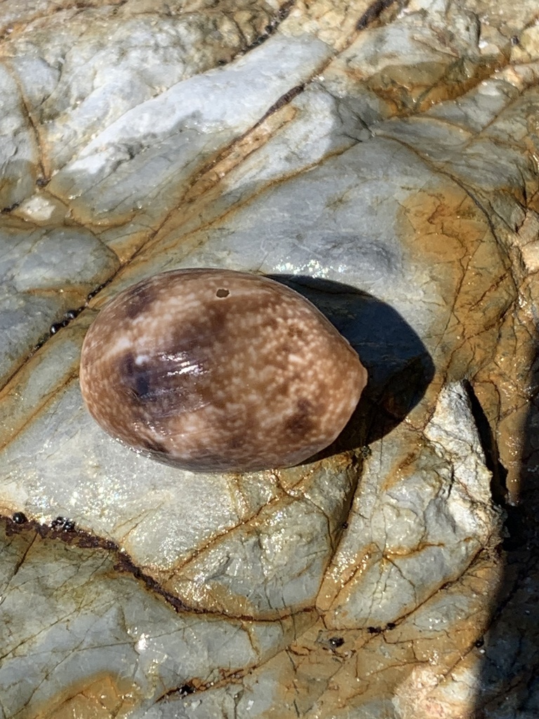 Bulla from Yuraygir National Park, Minnie Water, NSW, AU on April 3 ...