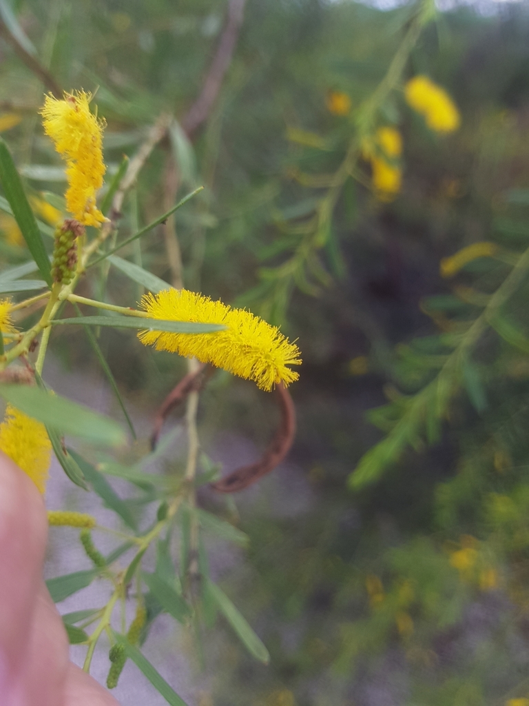 wattles from Baines NT 0852, Australia on April 3, 2024 at 02:23 PM by ...