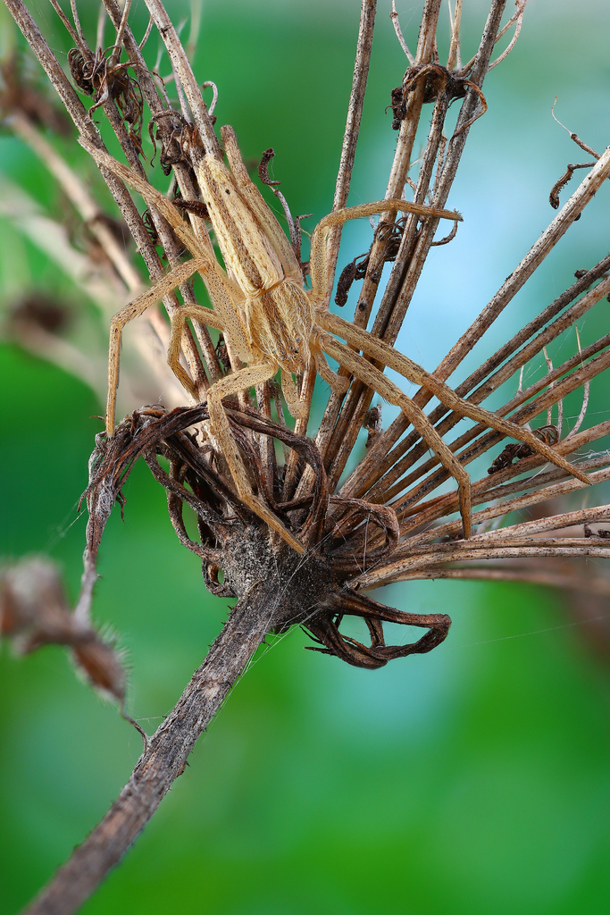 Oblong Running Spider from Гродно, Гродненская область, Беларусь on ...