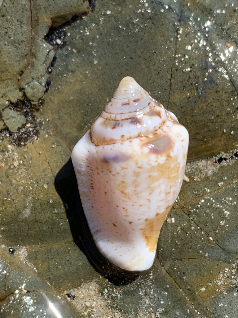 Variable Stromb from Yuraygir National Park, Minnie Water, NSW, AU on ...