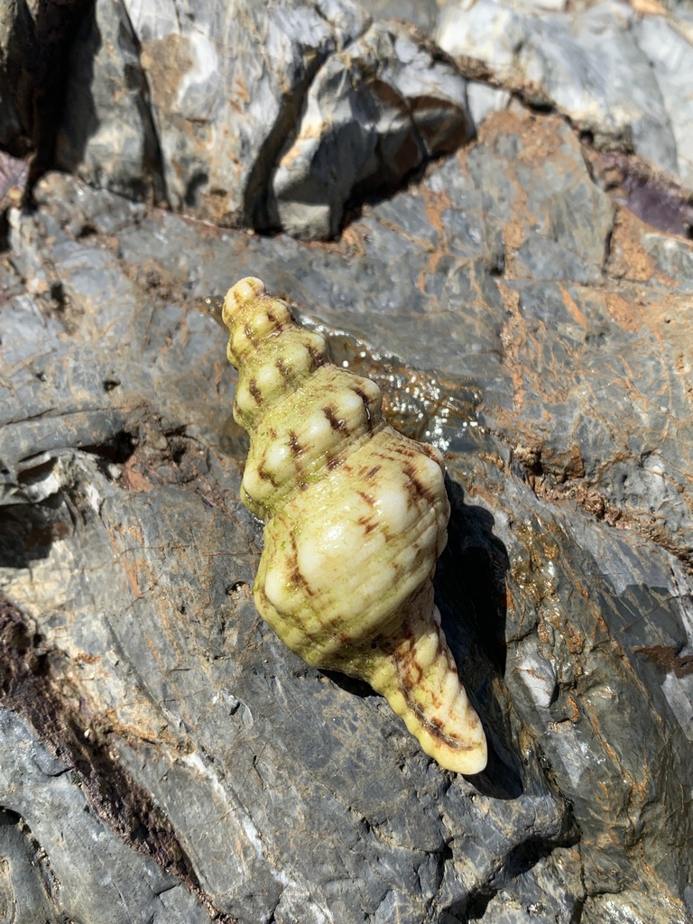 Nicobar spindle from South Pacific Ocean, Diggers Camp, NSW, AU on ...