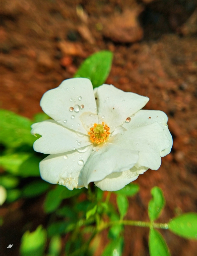 roses from Chembanoda, Kerala, India on March 30, 2024 at 10:20 AM by ...