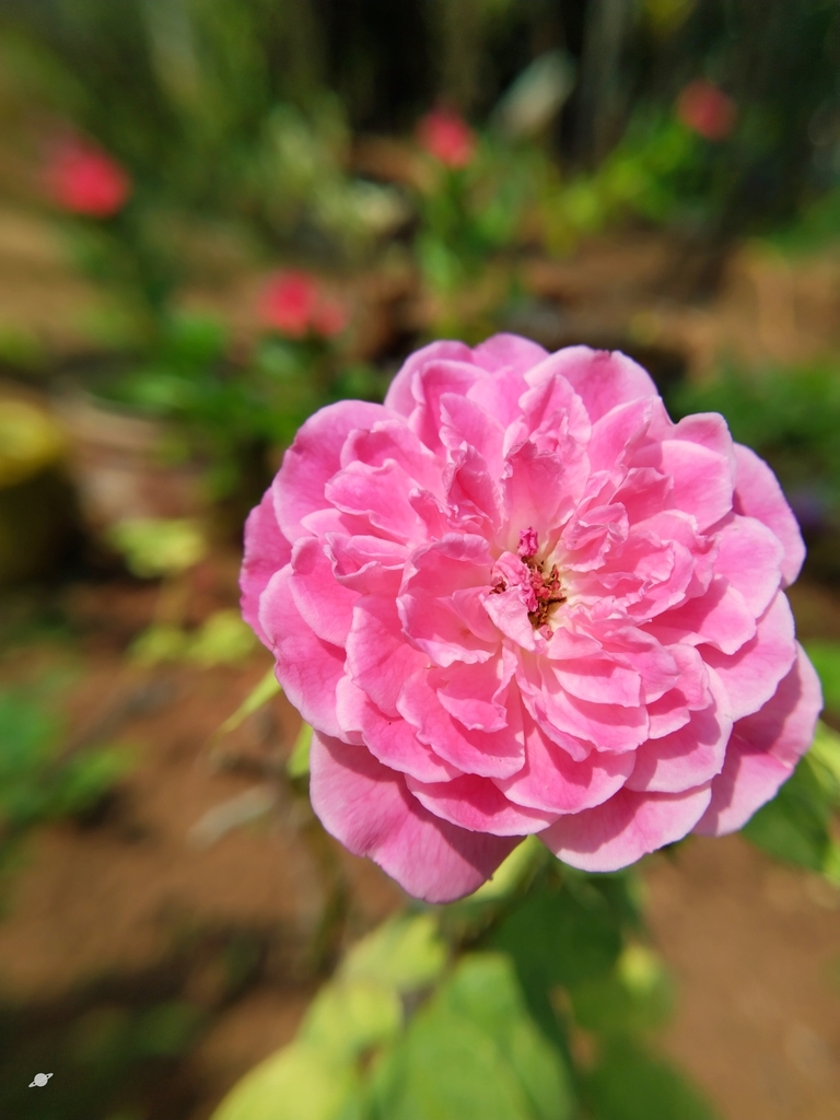 roses from Chembanoda, Kerala, India on April 3, 2024 at 01:54 PM by ...