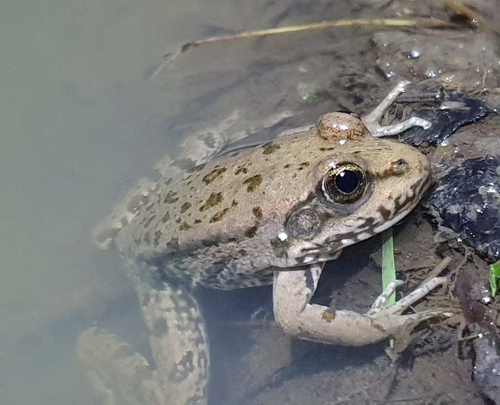 Water Frogs in April 2024 by Arne. Ca. 4cm · iNaturalist