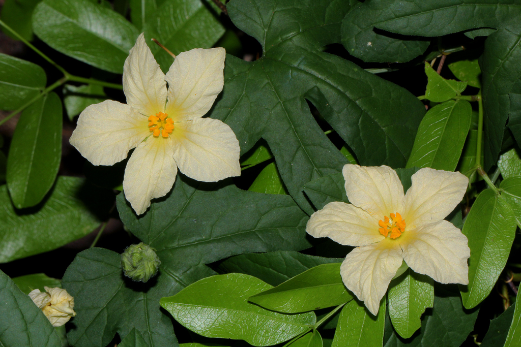 Eureiandra fasciculata from Chironde, Coutada 12, Cheringoma ...