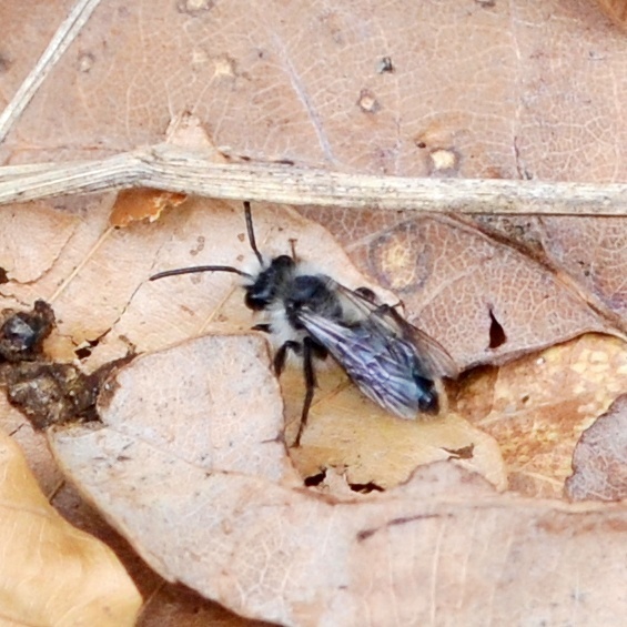 Ashy Mining Bee from 397 01 Písek-Písek 1, Česko on March 31, 2024 at ...