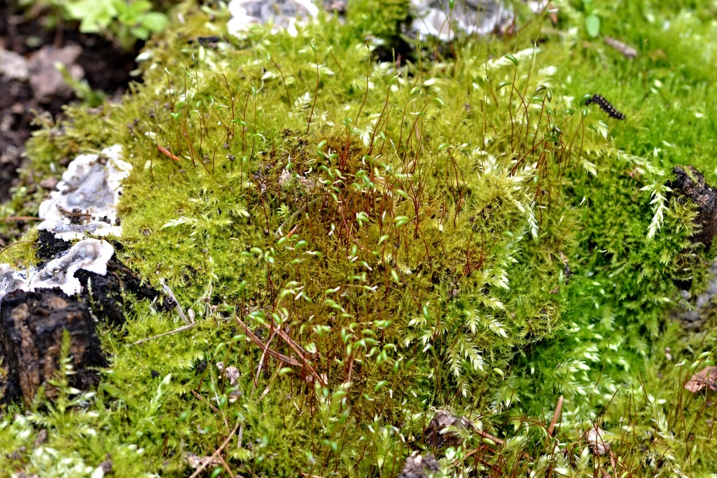 creeping feather-moss from 397 01 Písek-Písek 1, Česko on March 31 ...