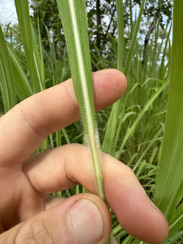 Gamba Grass from Chewko, QLD, AU on April 3, 2024 at 03:32 PM by ...