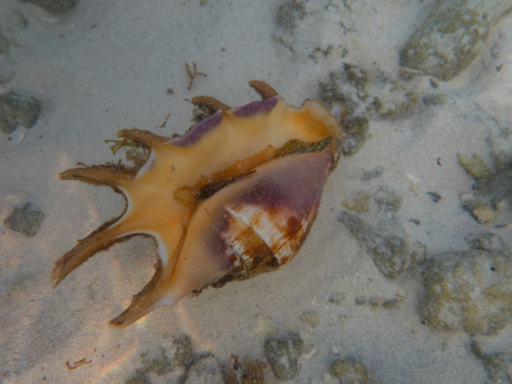 Common Spider Conch on April 1, 2024 at 07:59 AM by WILDDADA · iNaturalist