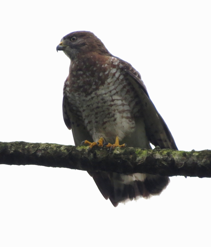 Broad-winged Hawk from Heredia Province, Sarapiqui, Costa Rica on ...