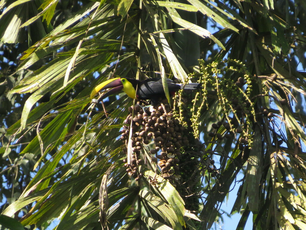 Yellow-throated Toucan in November 2018 by Joe Sebastiani · iNaturalist