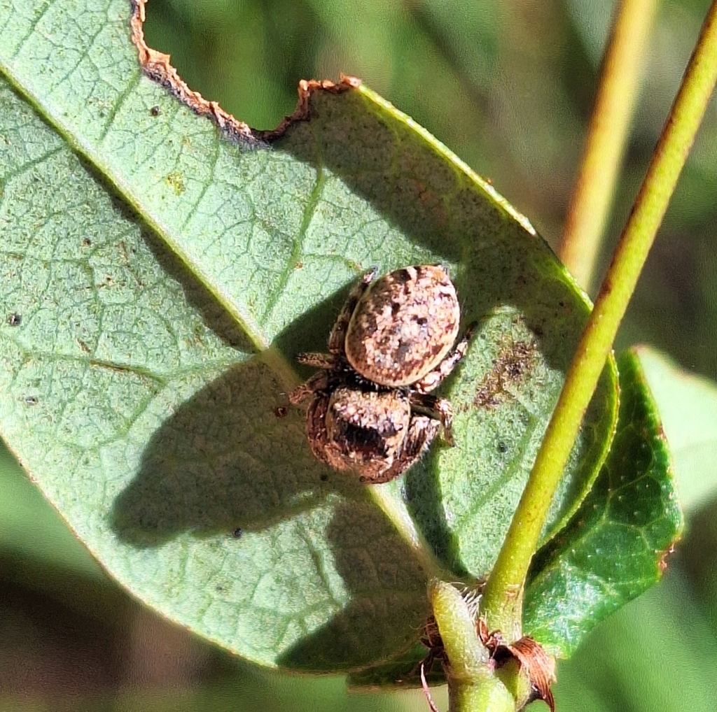 Simaetha in April 2024 by Greg Tasney · iNaturalist
