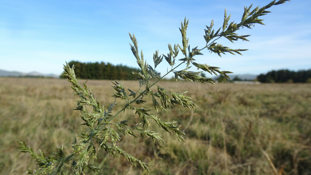 African love grass from Cape Winelands District Municipality, South ...