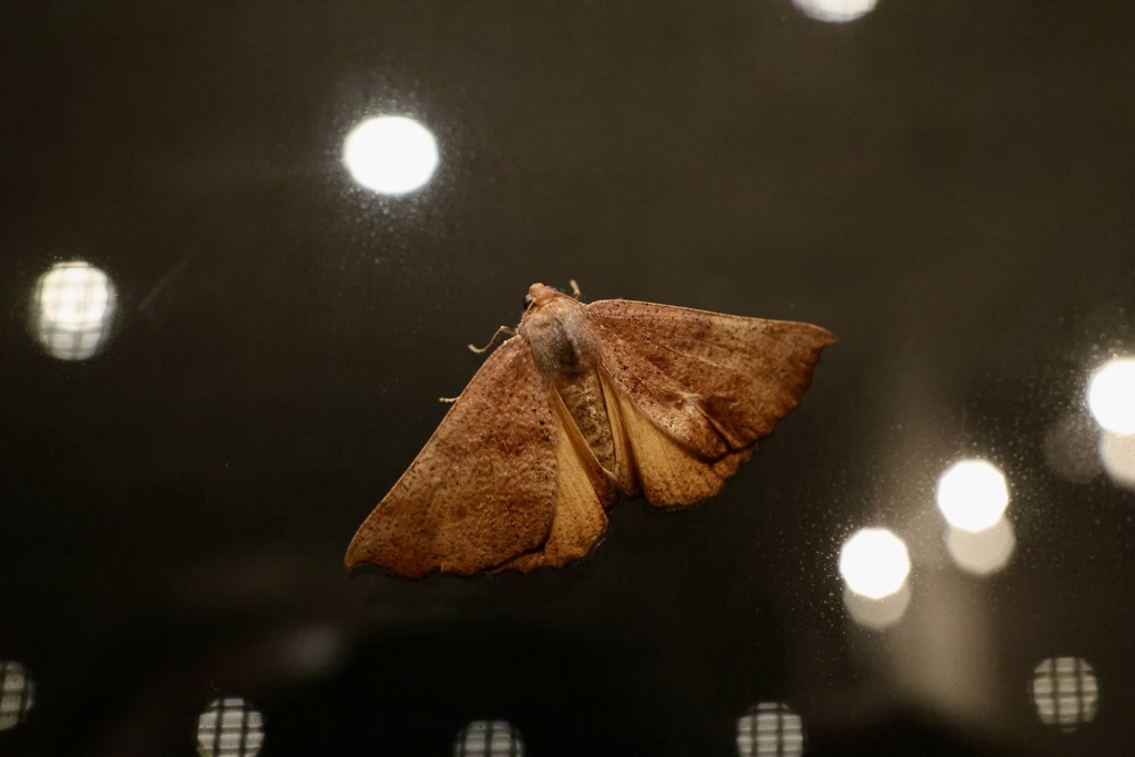 Autumn Gum Moth from Terence St, Adamstown Heights, NSW, AU on March 31 ...