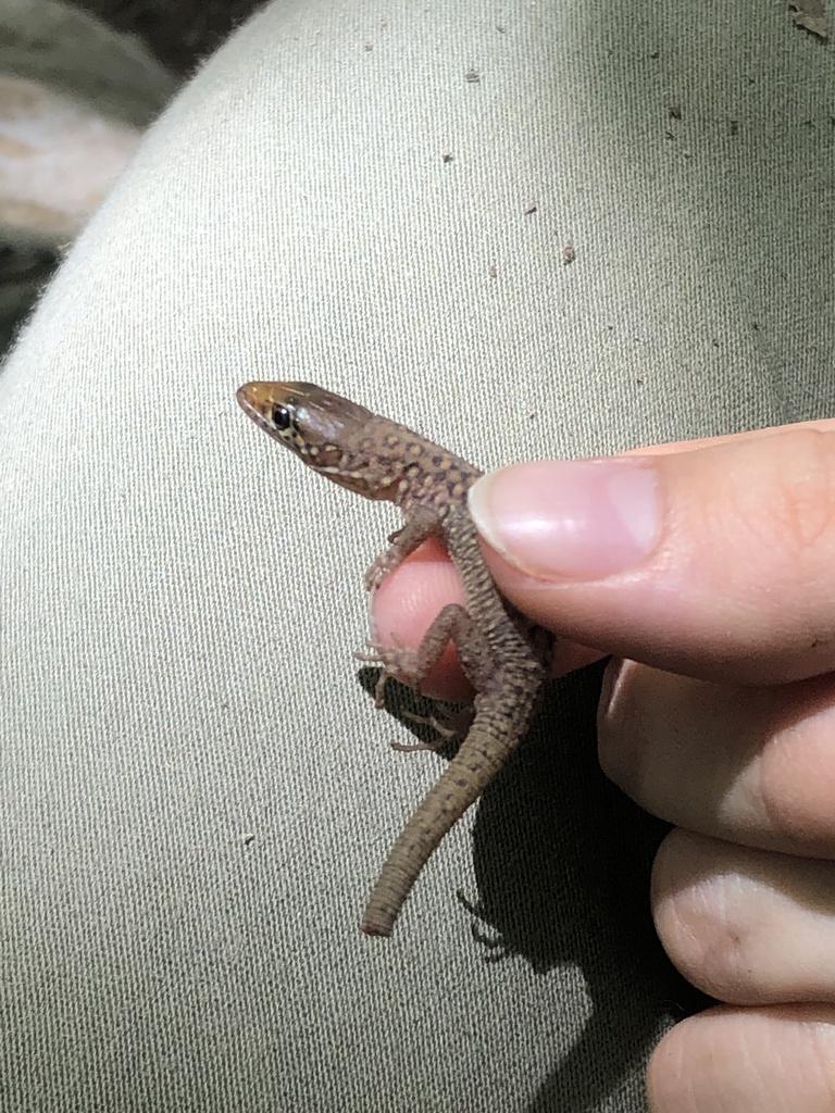 Madrean Tropical Night Lizard from Rincón De La Sierra, Guadalupe, N.L ...