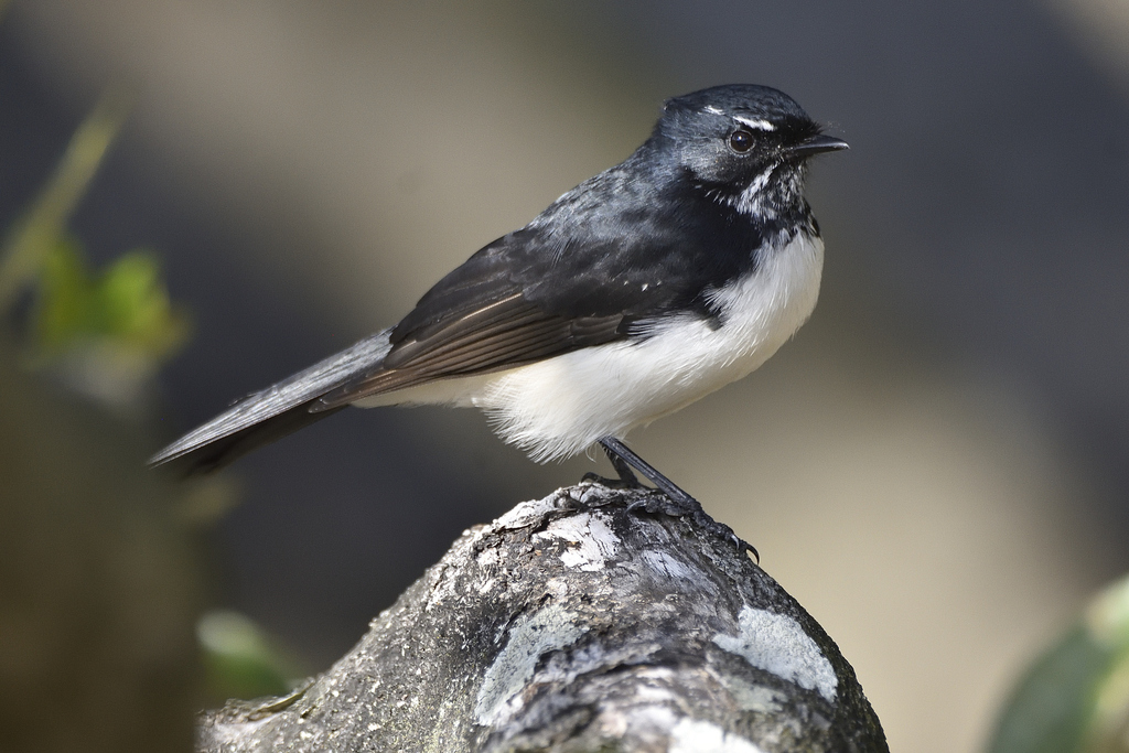 Willie Wagtail from Taren Point NSW 2229, Australia on April 3, 2024 at ...
