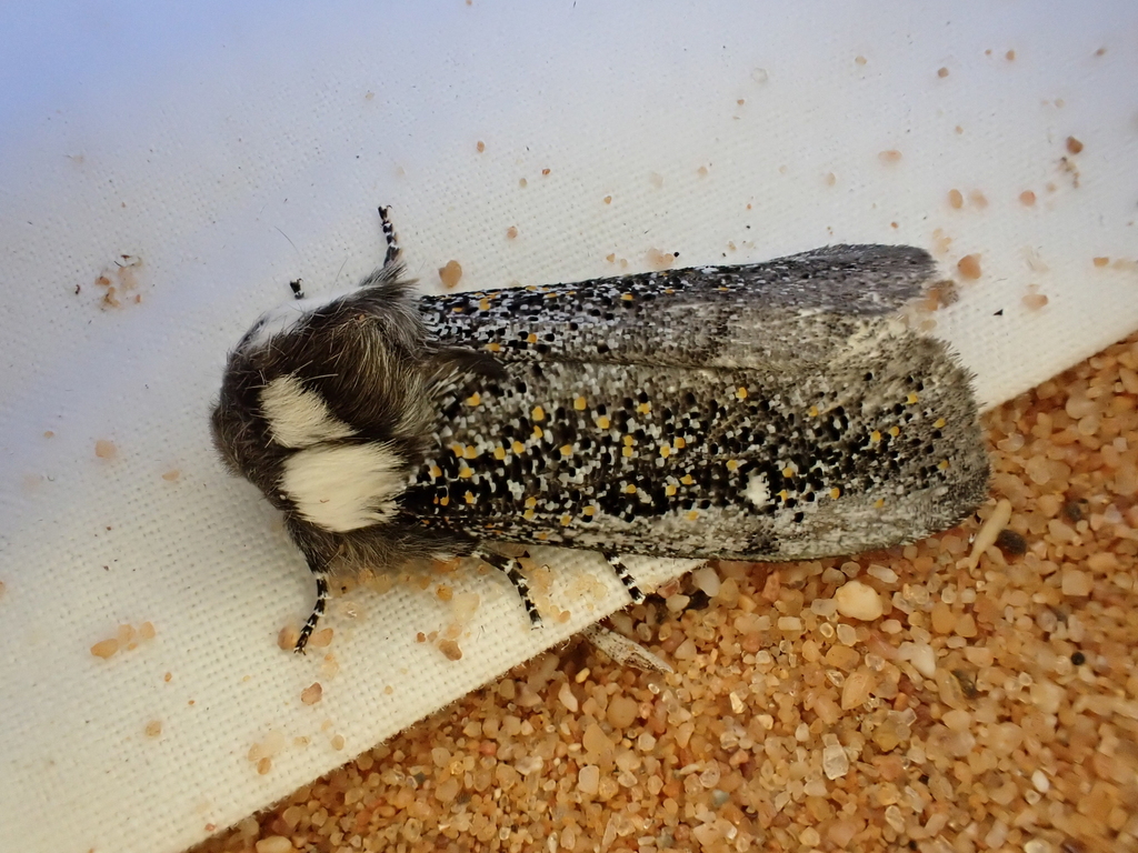 Boisduval's Autumn Moth in April 2024 by Mark Hura · iNaturalist