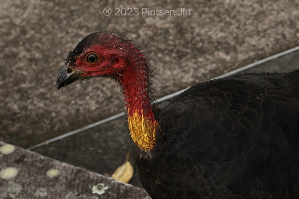 Australian Brushturkey in April 2024 by Pintsen JIN · iNaturalist