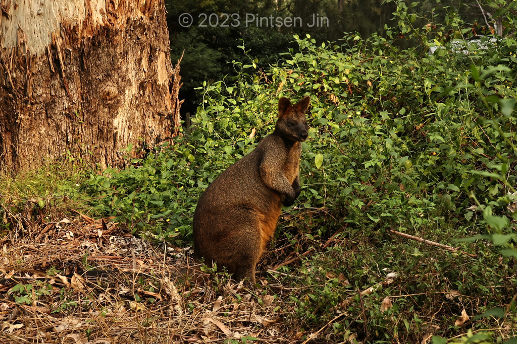 Swamp Wallaby from 兰湾国家公园, Macquarie Park, NSW, AU on April 3, 2024 at ...