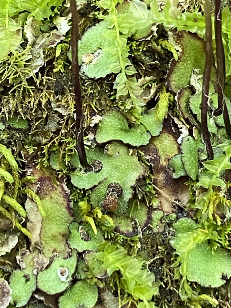 Hemisphaeric Liverwort from Jackson County, FL, USA on March 28, 2024 ...