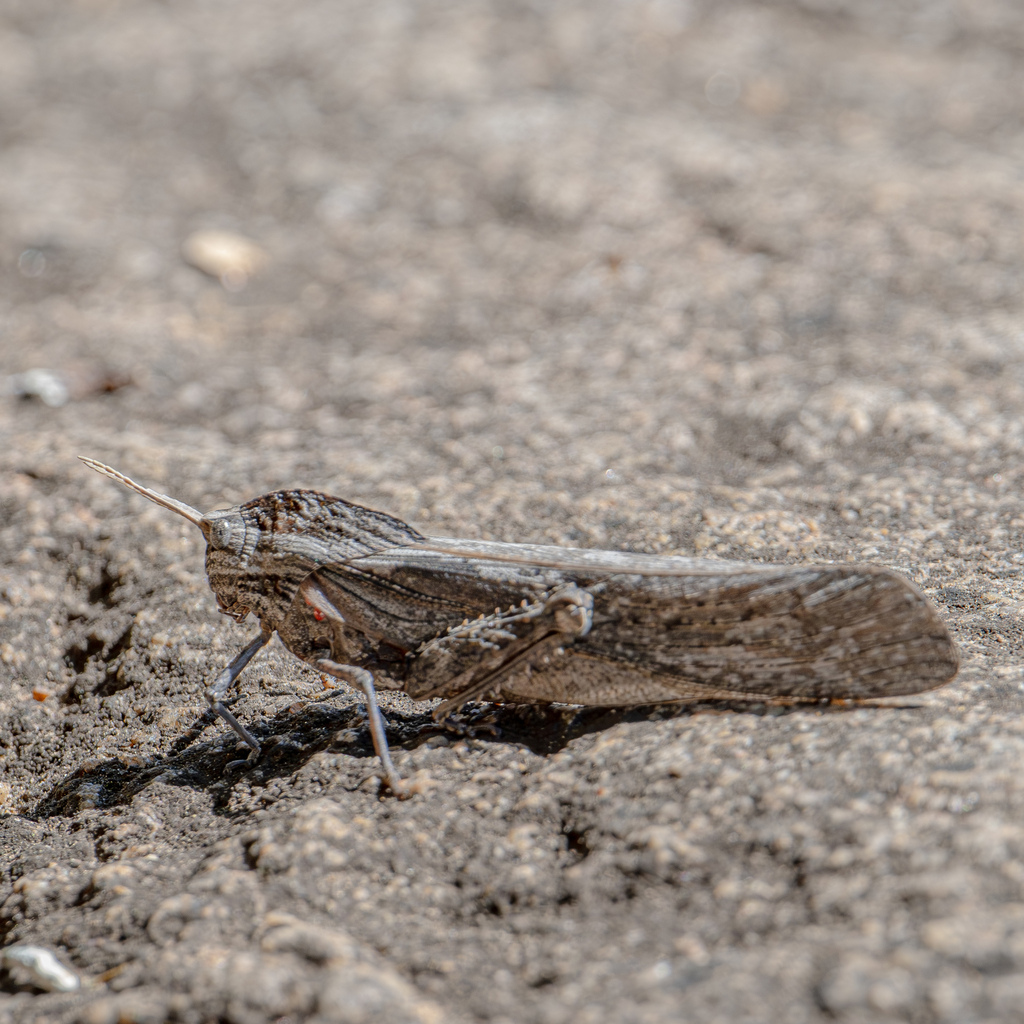 Shieldback Locusts from Dr Kenneth Kaunda District Municipality, South ...