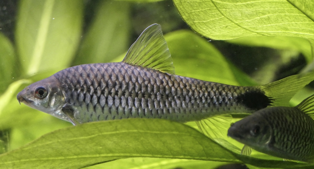 Silver Flying Fox (Crossocheilus reticulatus) - Marine Life Identification