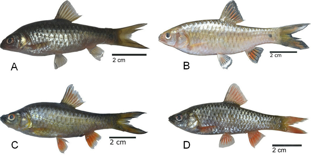 (Barbodes tumba) - Marine Life Identification
