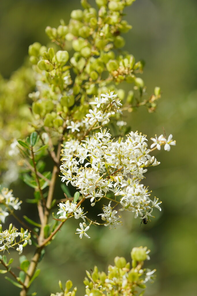 sweet Bursaria from Yarra Ranges - Lilydale, Victoria, Australia on ...