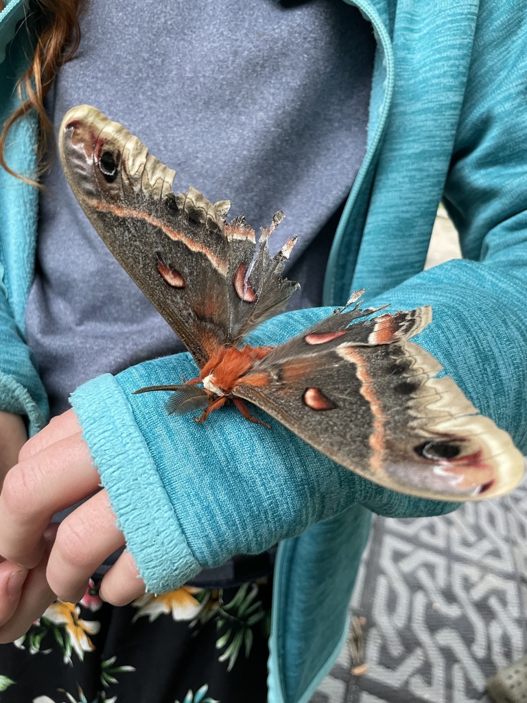 Cecropia Moth from Edisto Beach State Park, Edisto Island, SC, US on ...