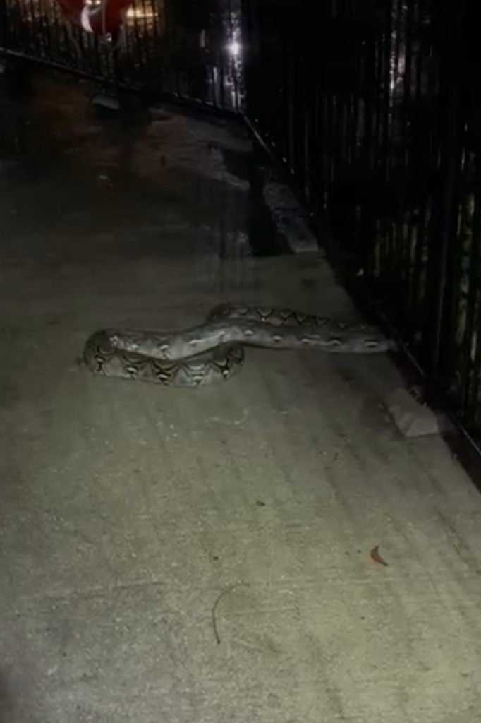 Reticulated Python from Geylang, Singapore on February 11, 2024 at 09: ...