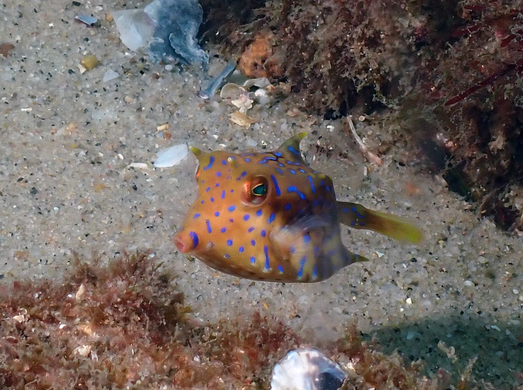 Thornback Cowfish from Newcastle NSW, Australia on April 1, 2024 at 04: ...