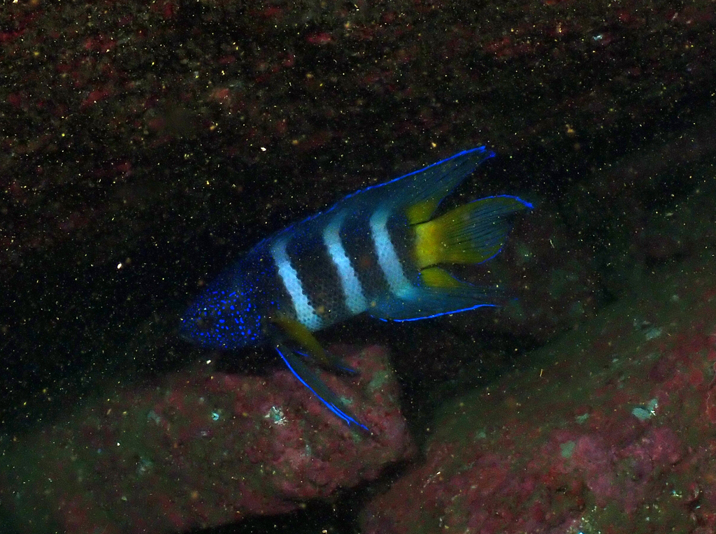 Eastern Blue Devil from Wyong - North-East, AU-NS, AU on April 1, 2024 ...